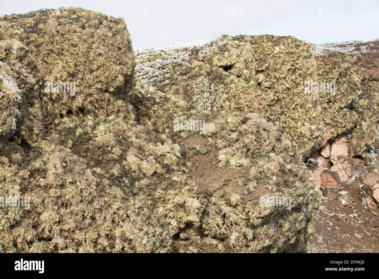 Lichen Antarctica Stock Photos & Lichen Antarctica Stock Images - Alamy
