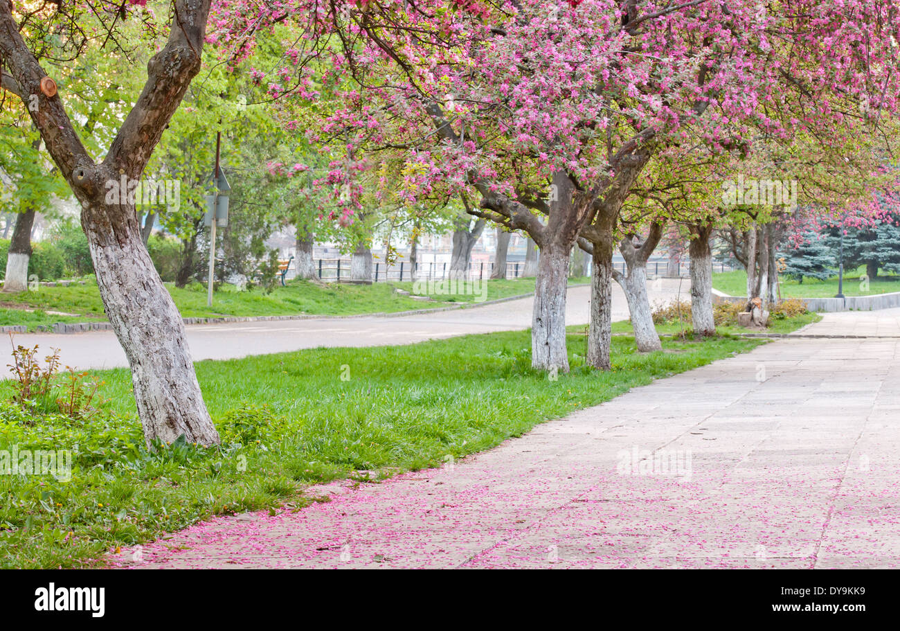 sakura blossom pathway in Uzhhorod, Ukraine Stock Photo - Alamy
