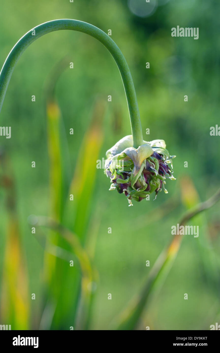 Garlic growing garden hi-res stock photography and images - Alamy