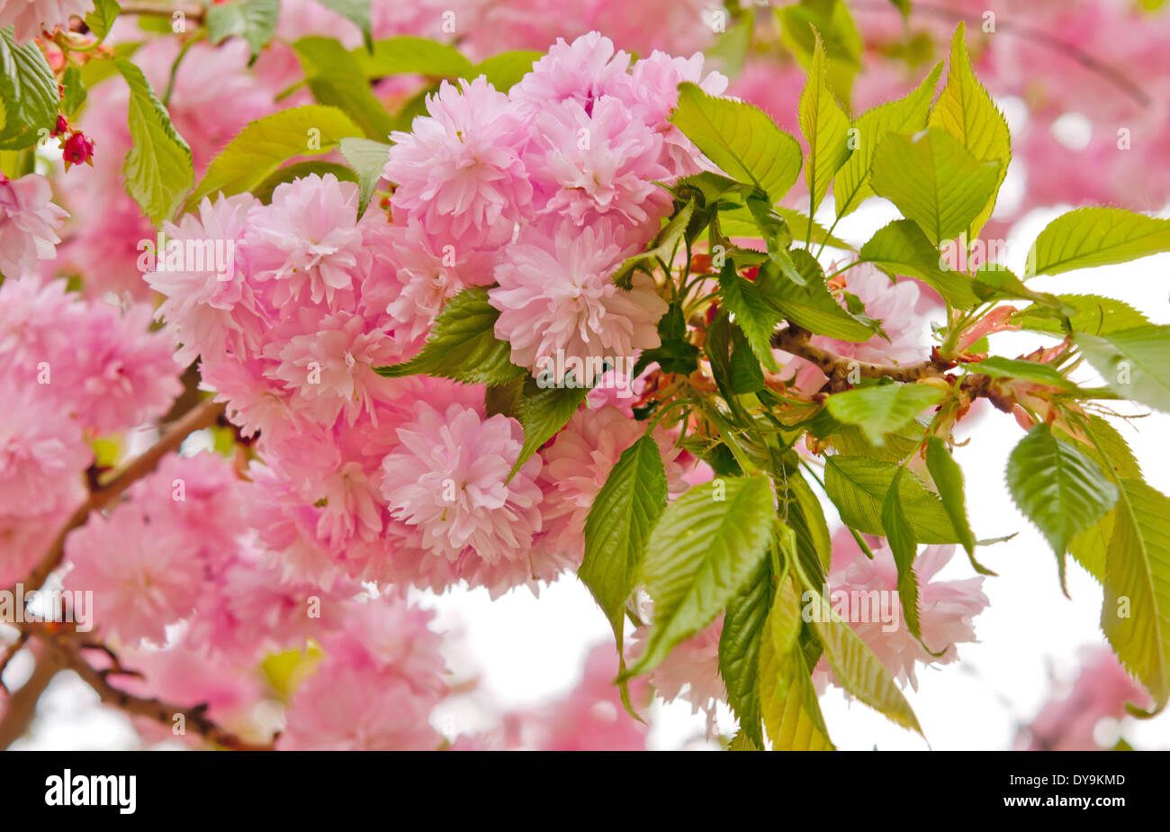 Sakura flower decoration hi-res stock photography and images - Alamy