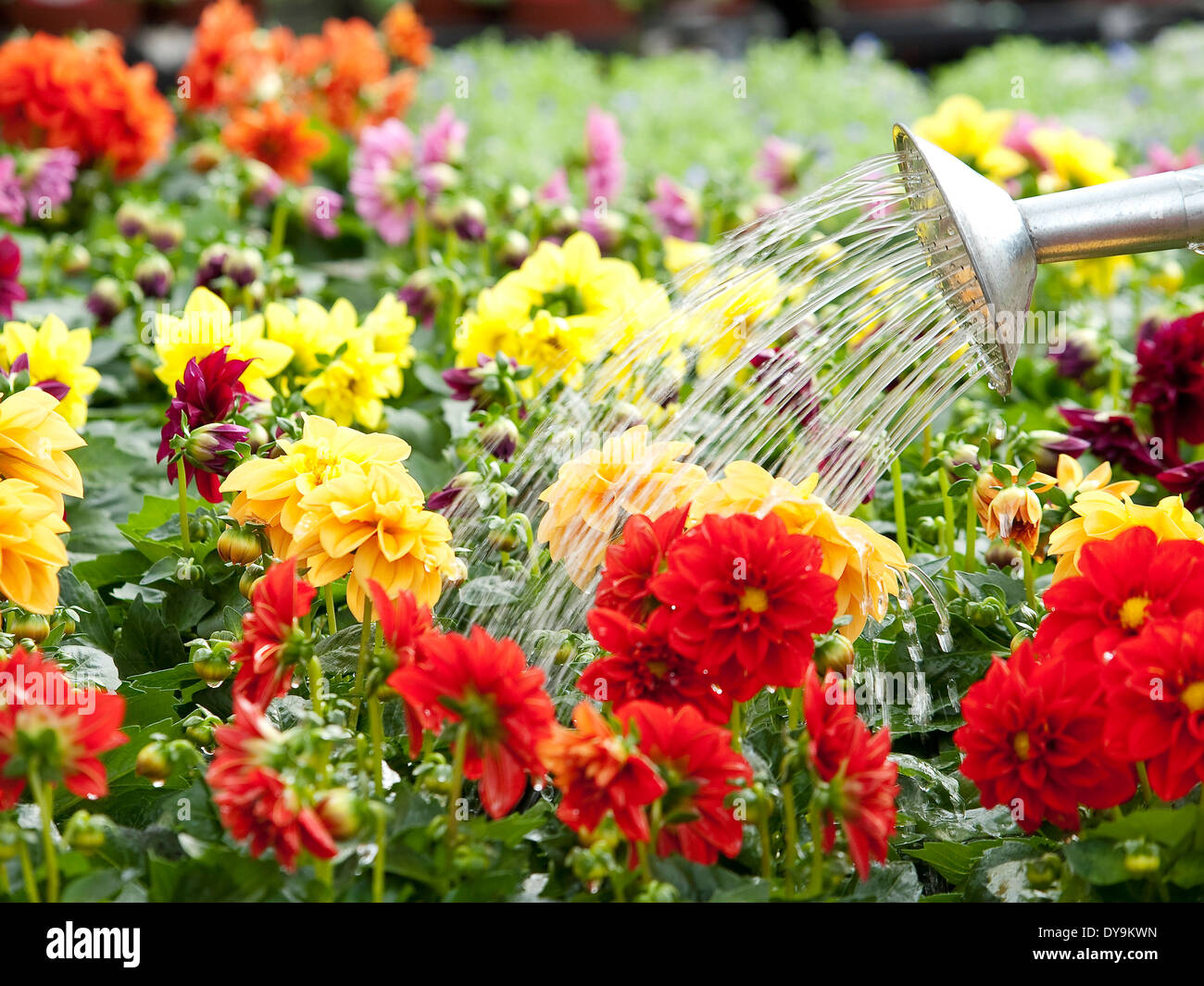 Detail watering flowers watering can hi-res stock photography and ...