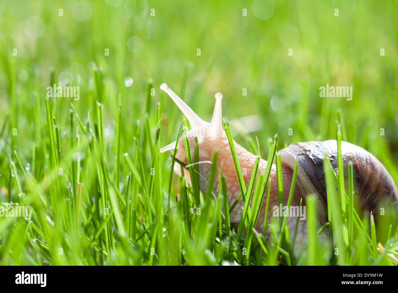 Snail in the dew covered green grass Stock Photo - Alamy
