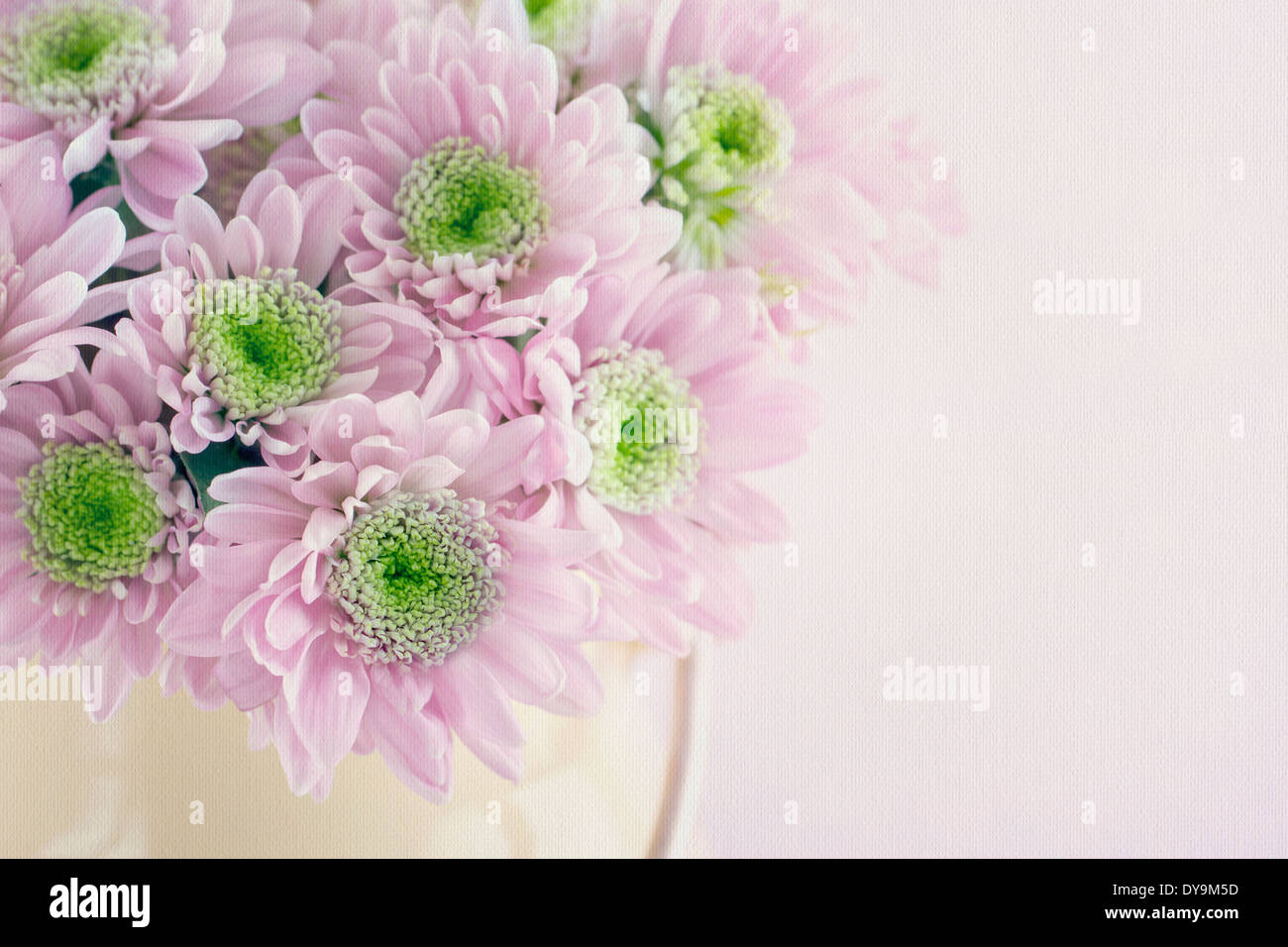 Closeup of pastel color purple chrysanthemum gerbera flowers in a vase ...