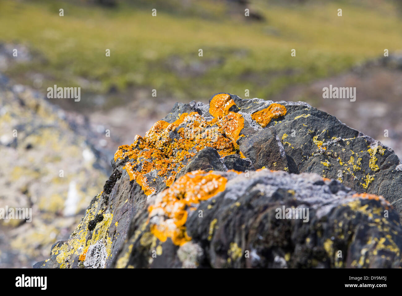 Lichen which is expanding its range and becoming more common due to ...