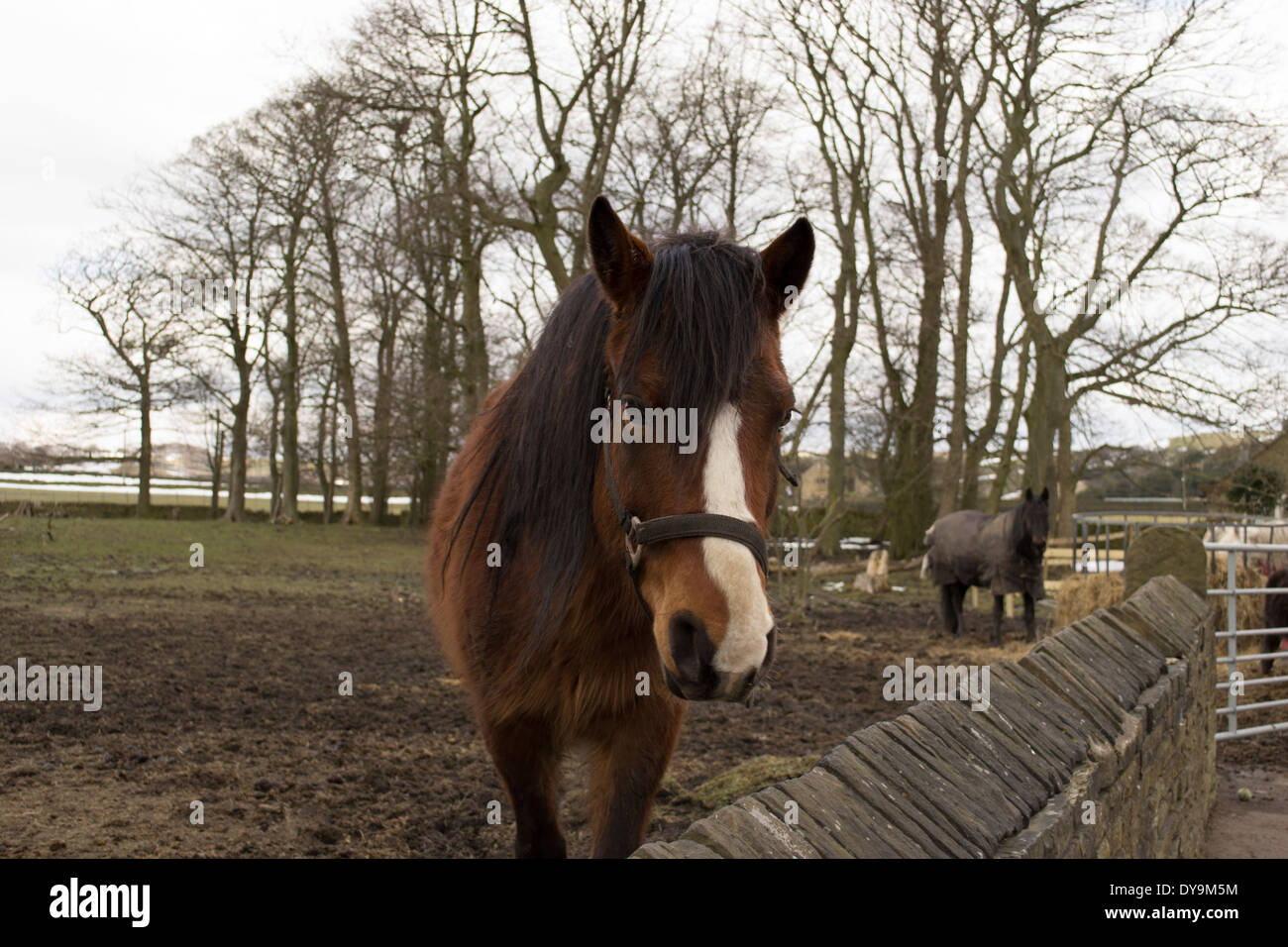 Horse in paddock Stock Photo - Alamy