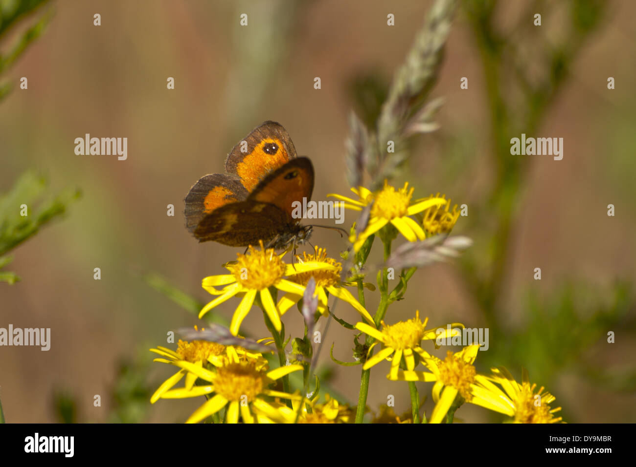 Gatekeeper and flower hi-res stock photography and images - Alamy
