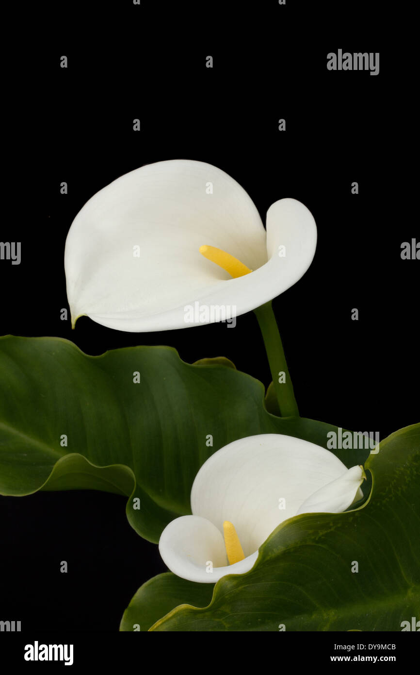 Two calla lilies hi-res stock photography and images - Alamy
