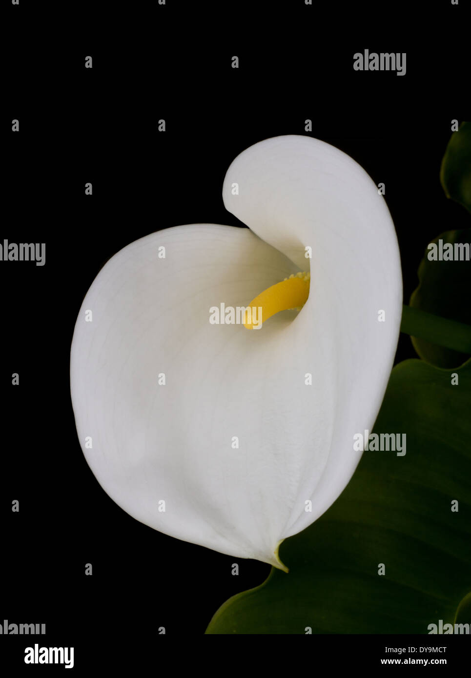 White Calla Lily Stock Photo - Alamy