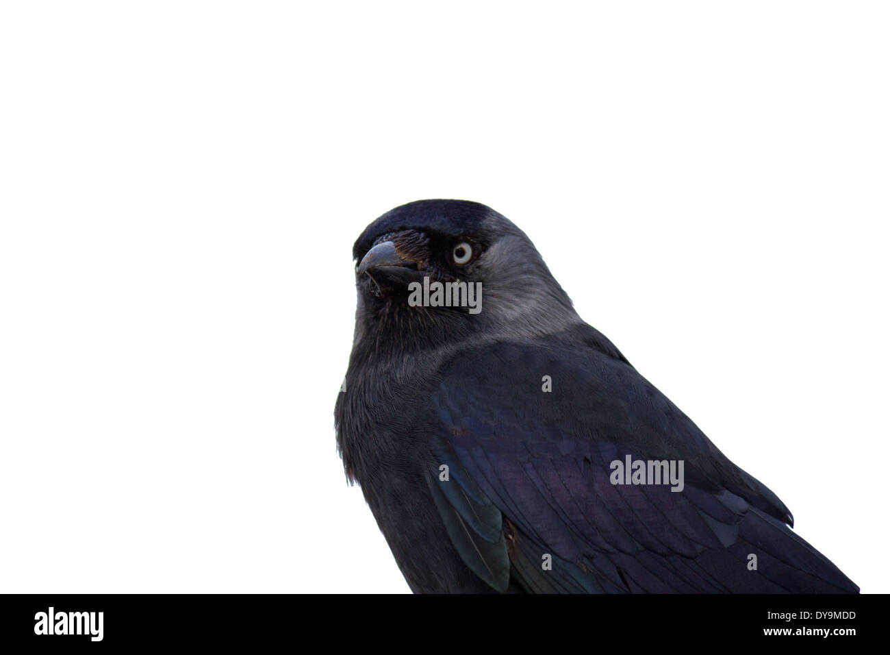 Angry crow hi-res stock photography and images - Alamy