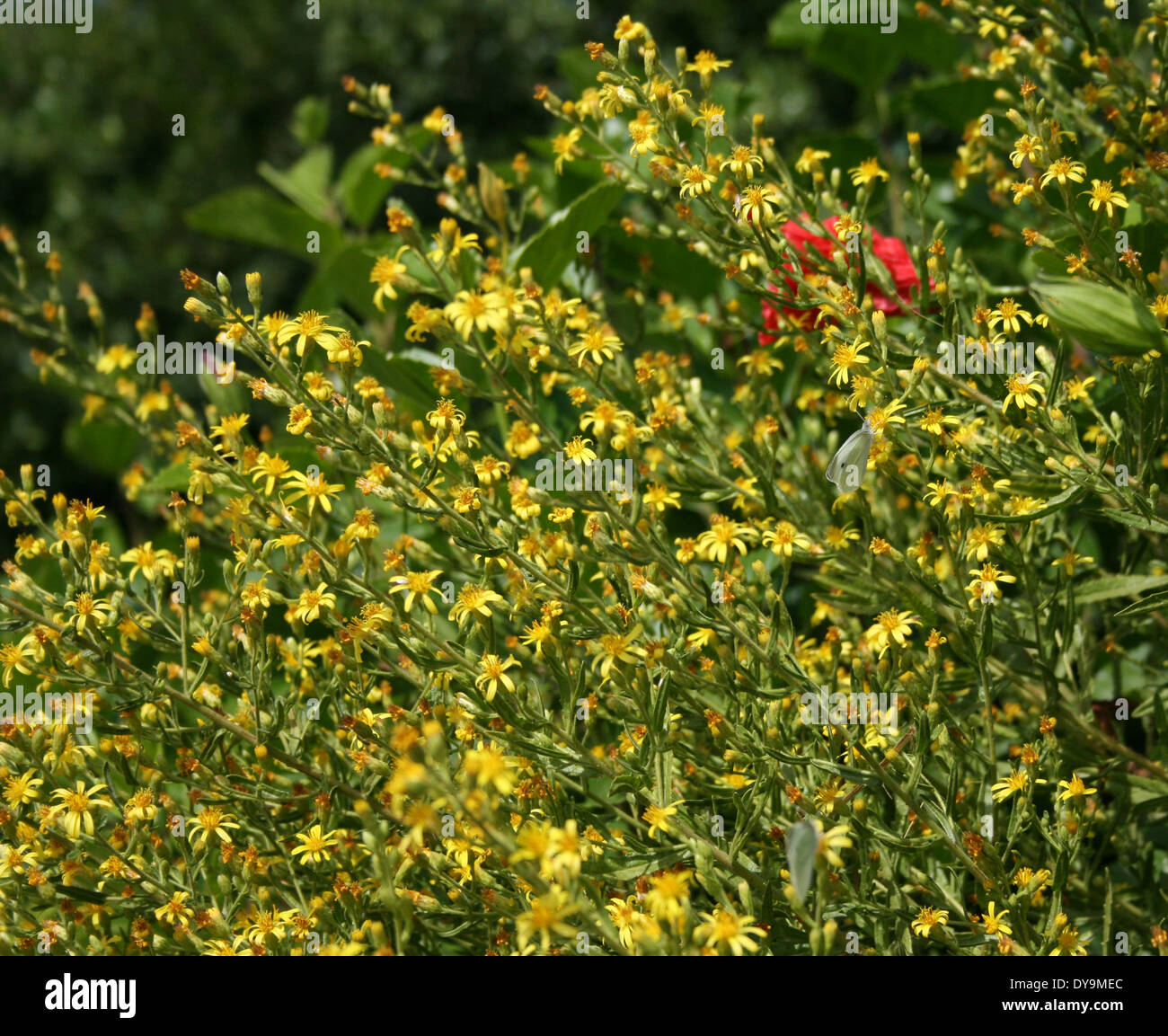 Meadow filled with wild flowers hi-res stock photography and images - Alamy