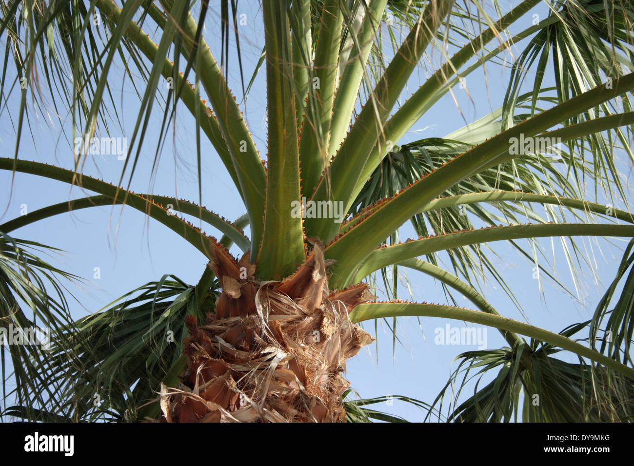 Palm tree top hi-res stock photography and images - Alamy