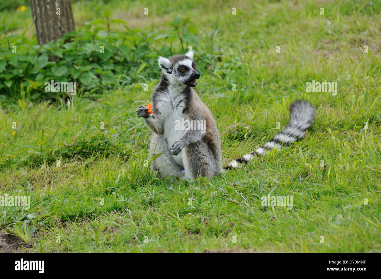 Lemur eat hi-res stock photography and images - Alamy