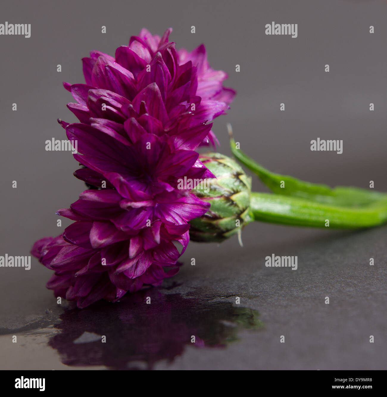 Purple cornflower hi-res stock photography and images - Alamy