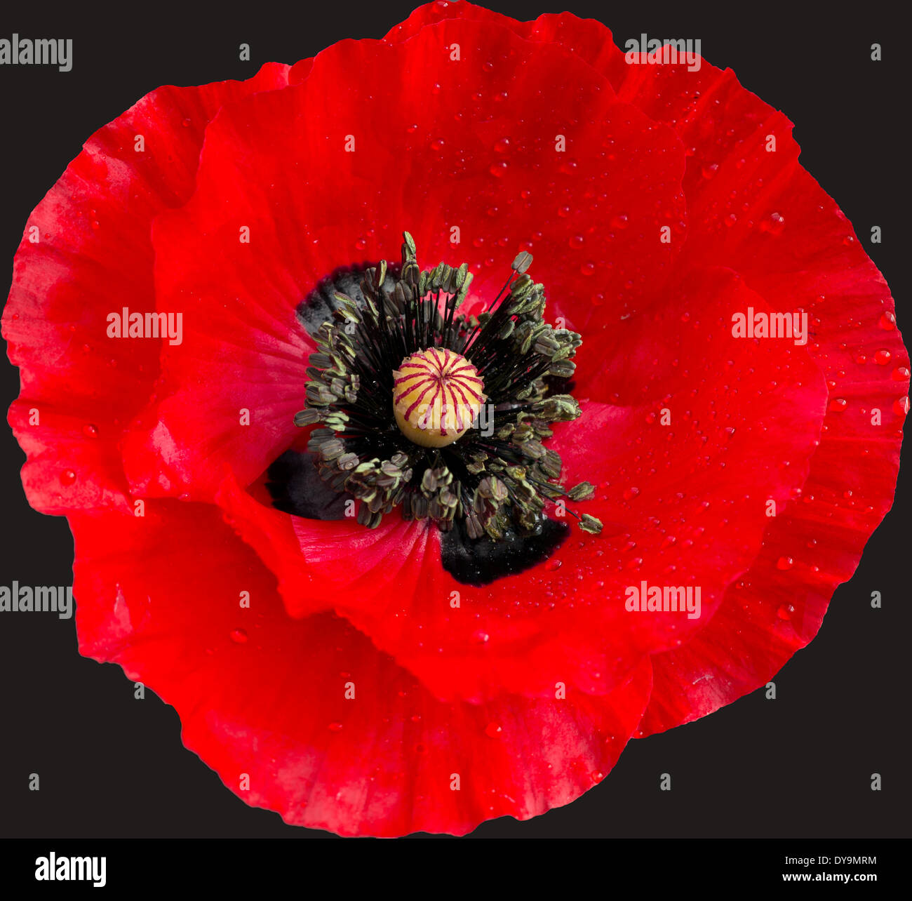 Detailed isolated red poppy head with dew Stock Photo: 68440728 - Alamy