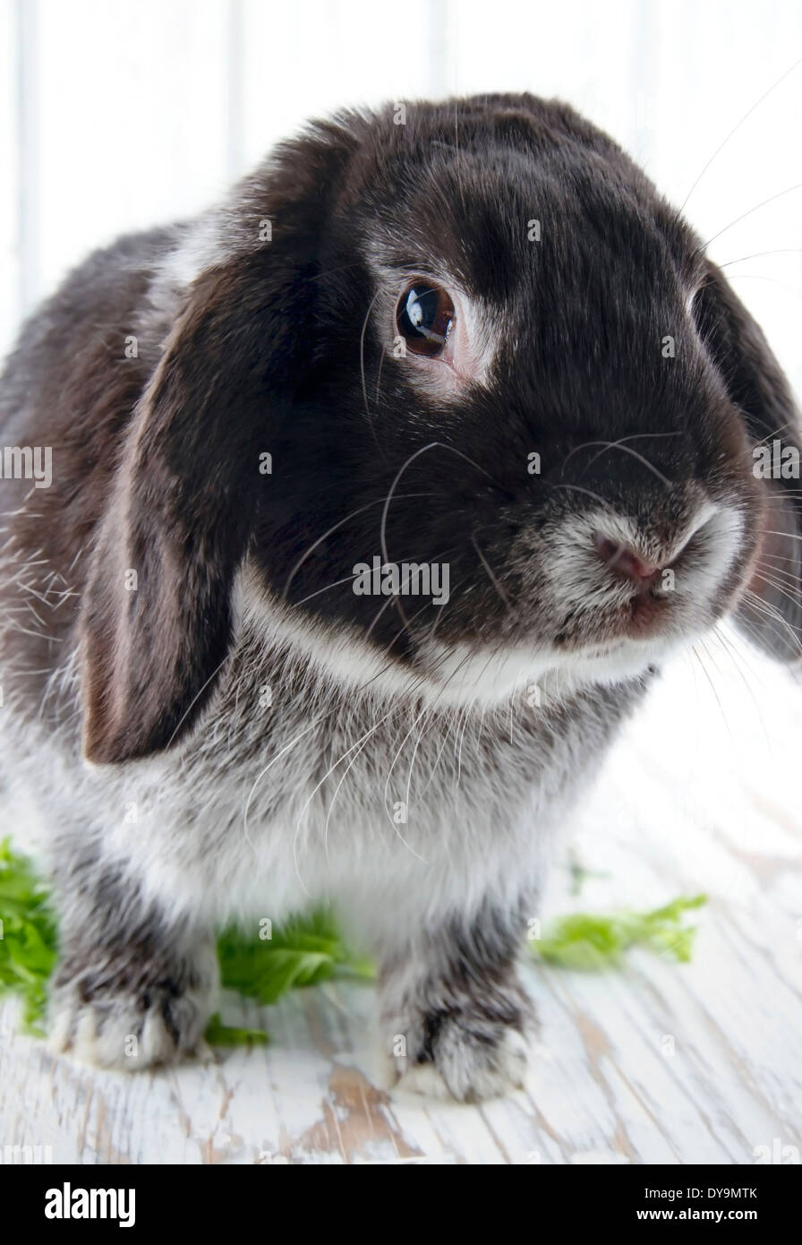 Cute English Lop