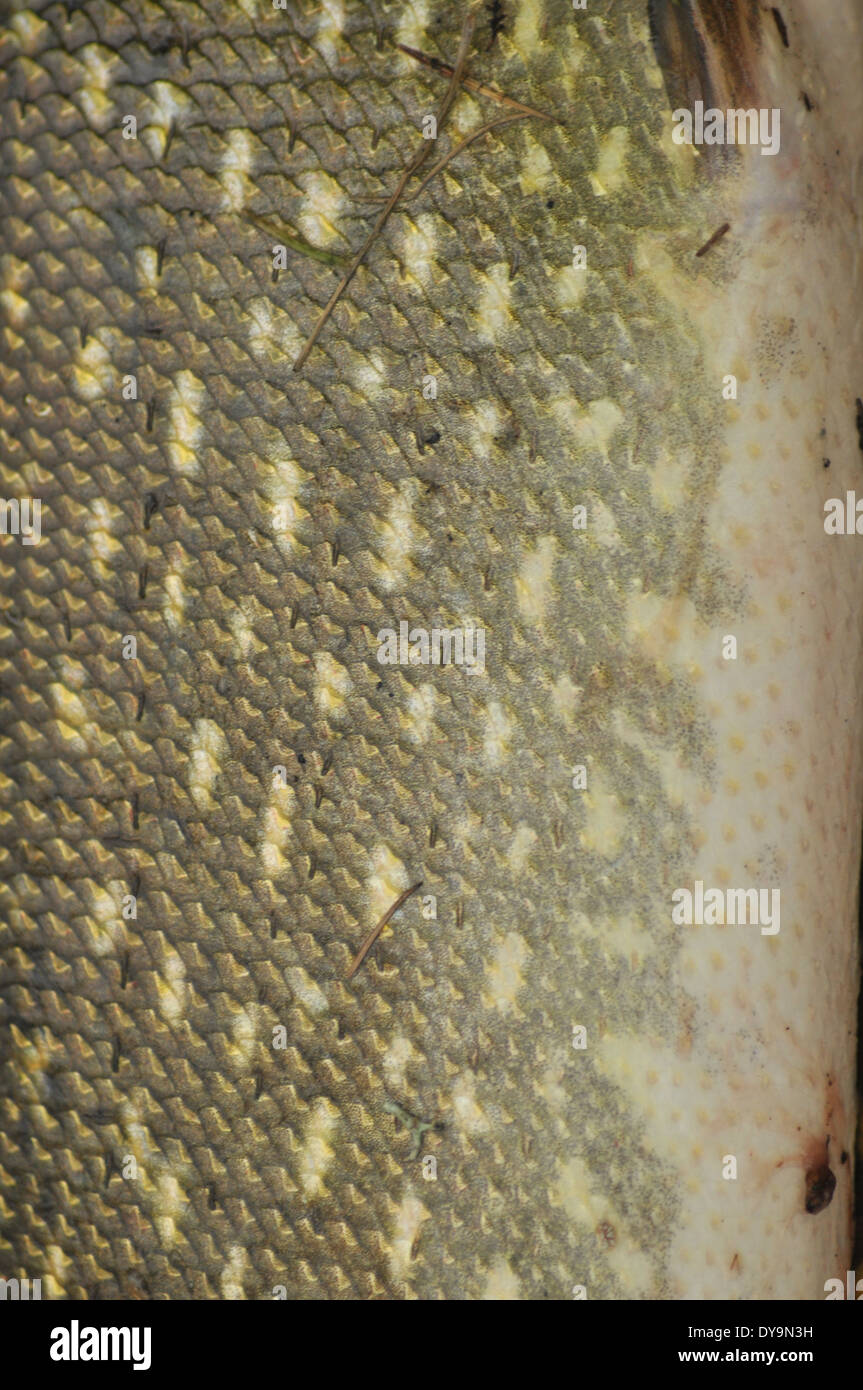 Skin of a fish with scales. The texture and pattern of coloring ...