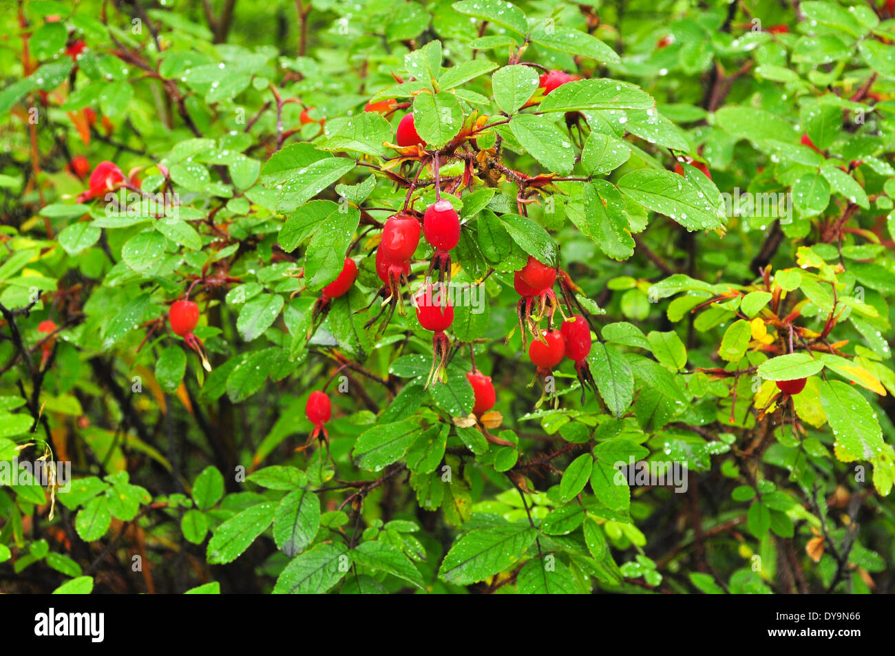 Photo bright red rose hips against the green of the leaves. Bush ripe ...