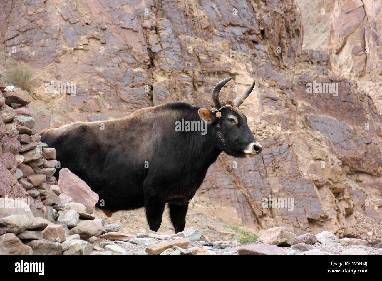 Dzo hi-res stock photography and images - Alamy