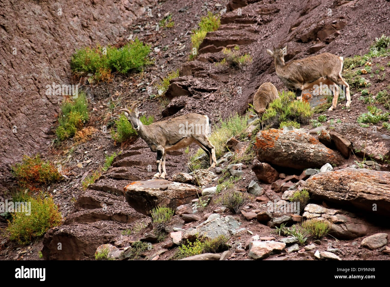 Blue sheep hi-res stock photography and images - Alamy