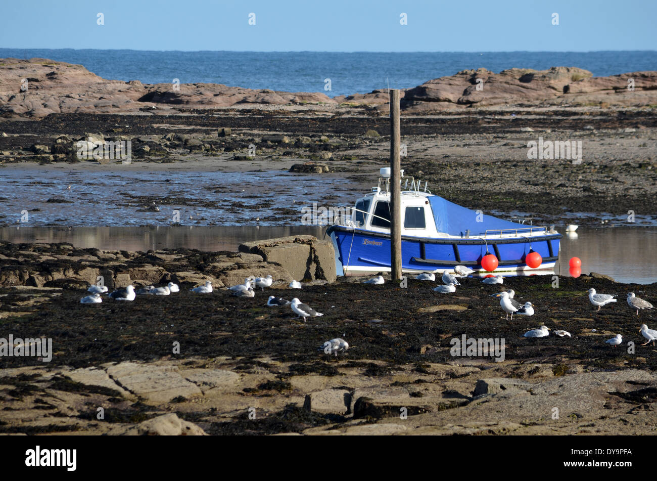 Harbour seaweed hi-res stock photography and images - Alamy