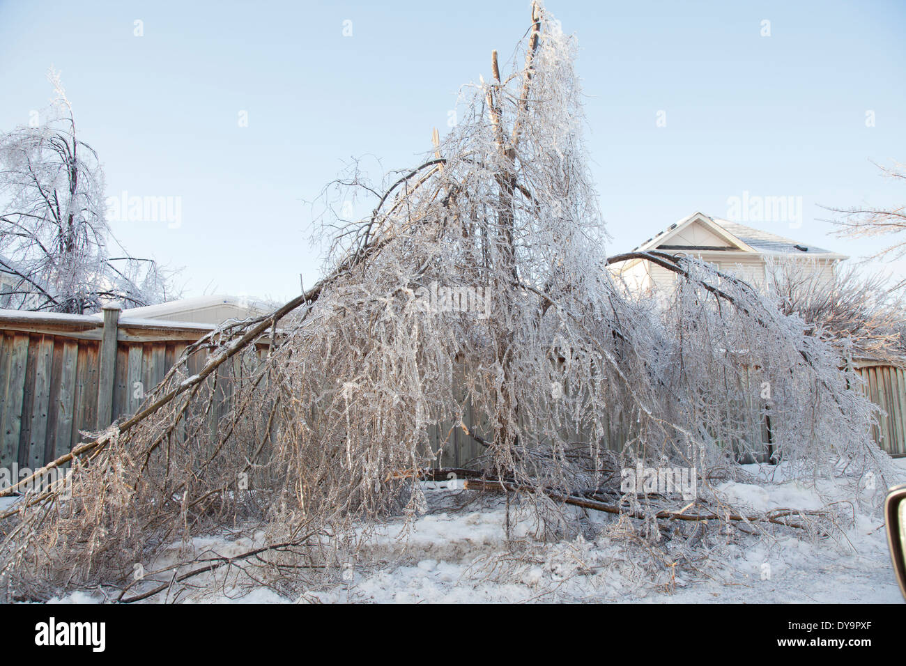 TORONTO - DECEMBER 23, 2013: Winter ice storm aftermath showing ...
