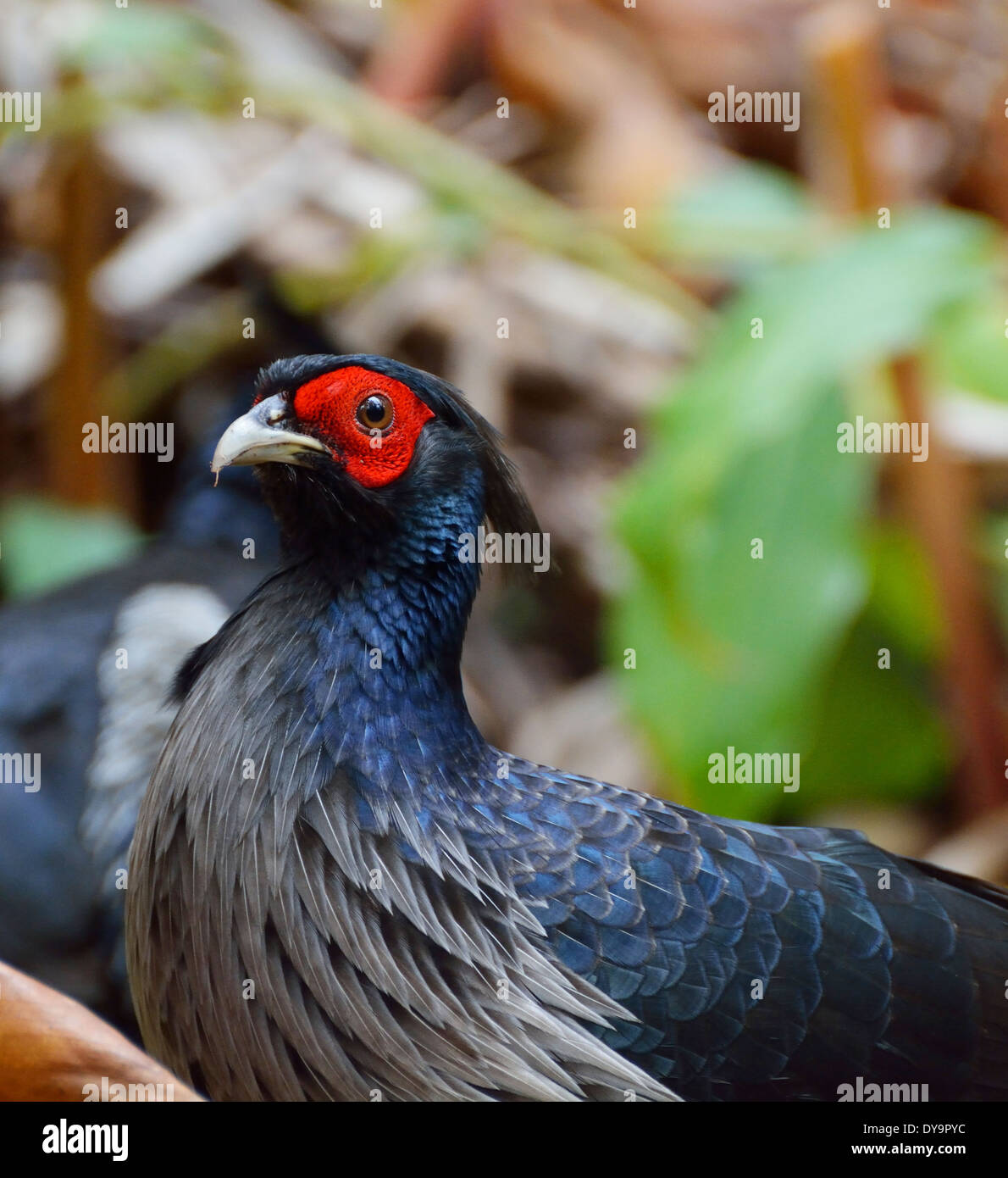 A Kalij Pheasant forages for food in Volcano National Park on the Big ...