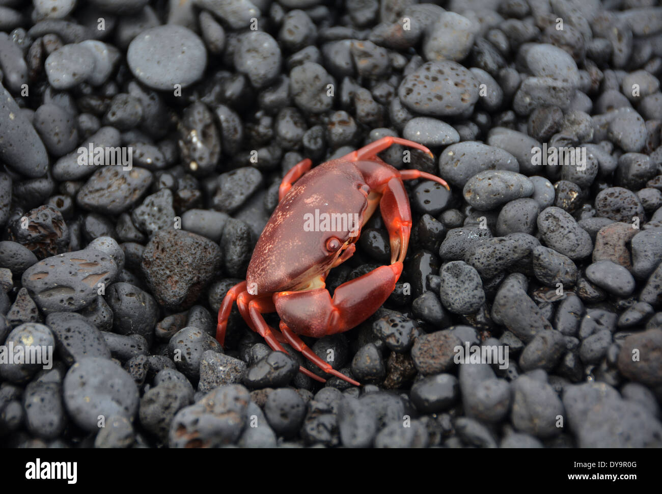 Convex crab hi-res stock photography and images - Alamy
