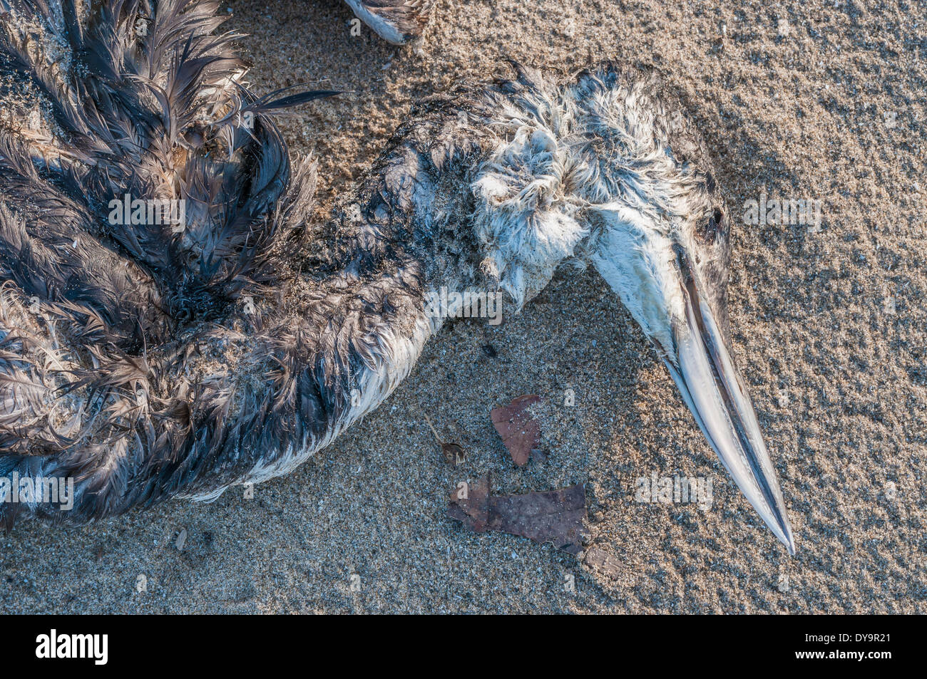 Dead bird beach High Resolution Stock Photography and Images - Alamy