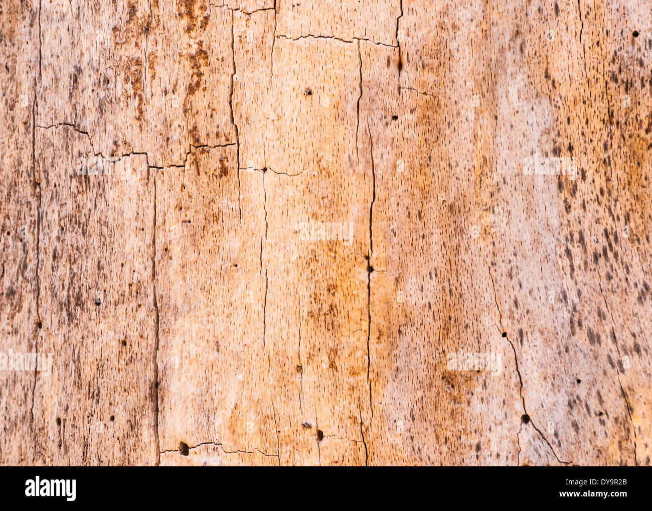 Tree trunk Background for wallpaper or art Stock Photo - Alamy