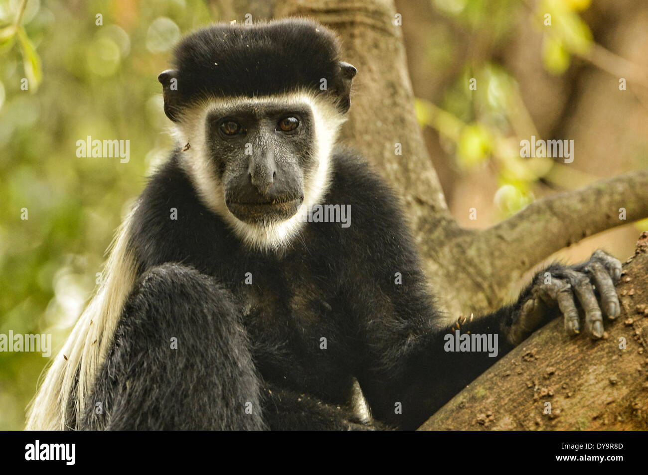 mantled guereza, also known as Abyssinian black and white colobus ...
