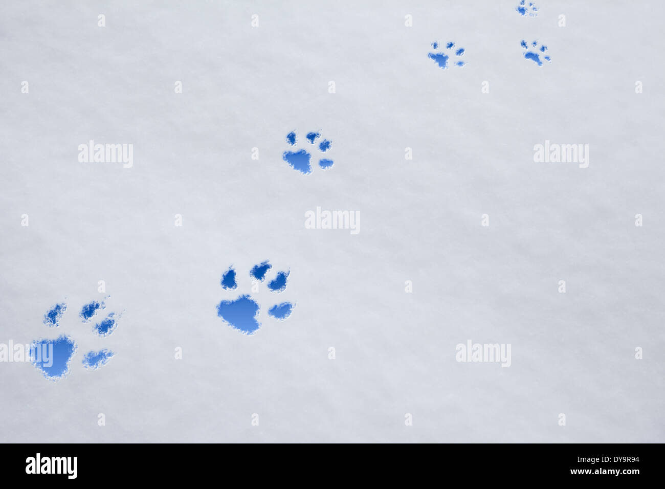 Paw tracks hi-res stock photography and images - Alamy
