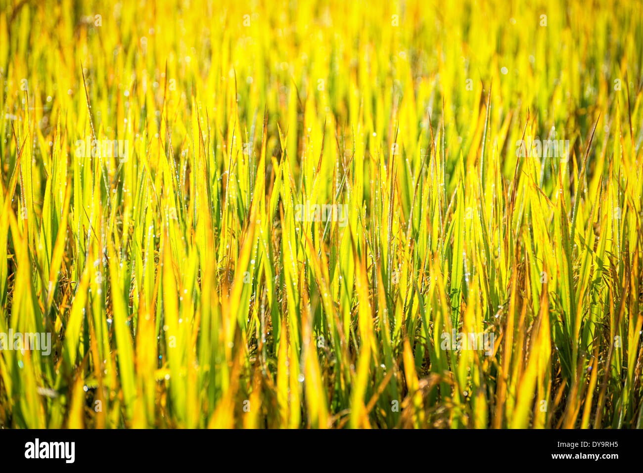 Healthy Paddy High Resolution Stock Photography and Images - Alamy