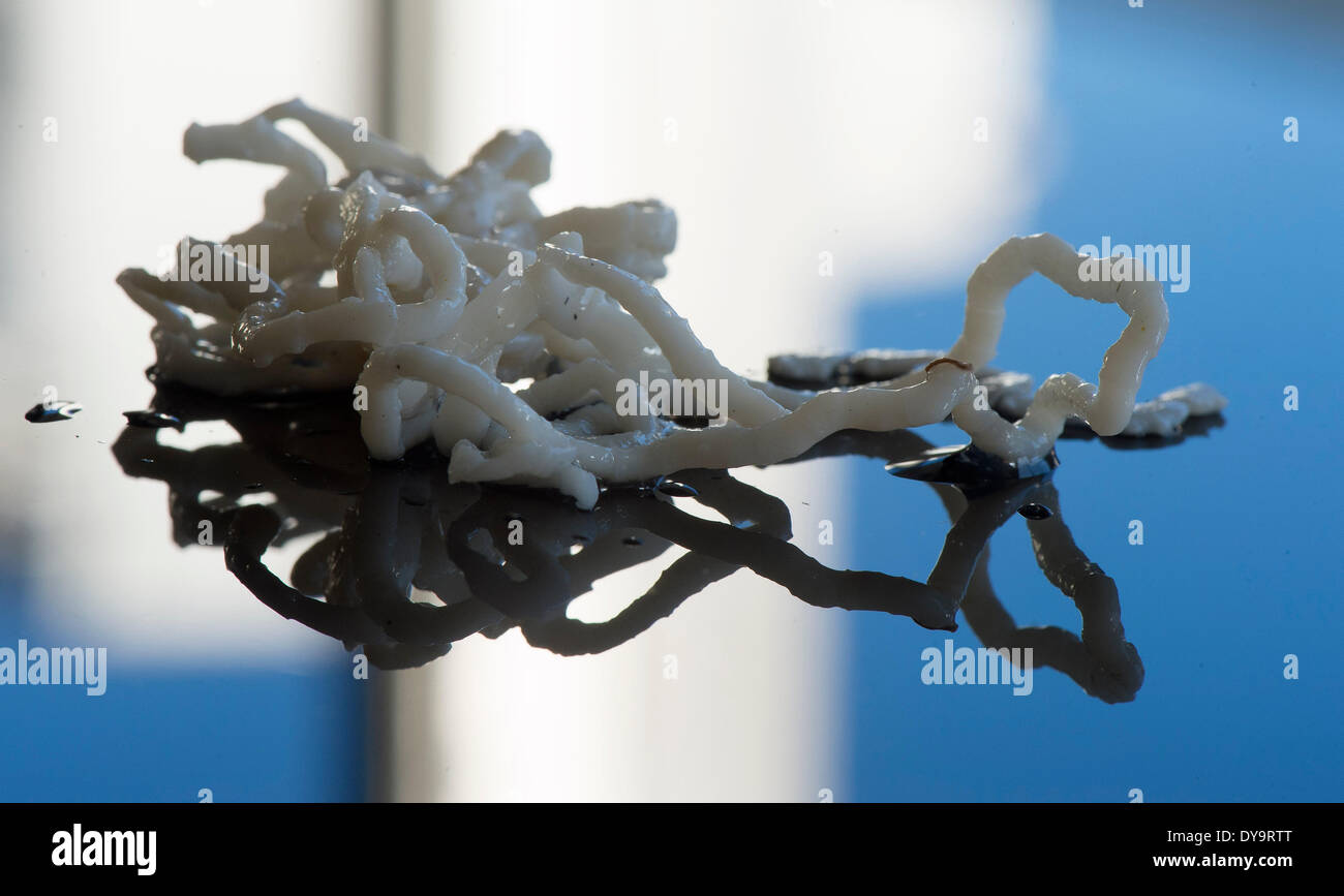 Roseburg, Oregon, USA. 10th Apr, 2014. A 40-inch-long tapeworm is ...