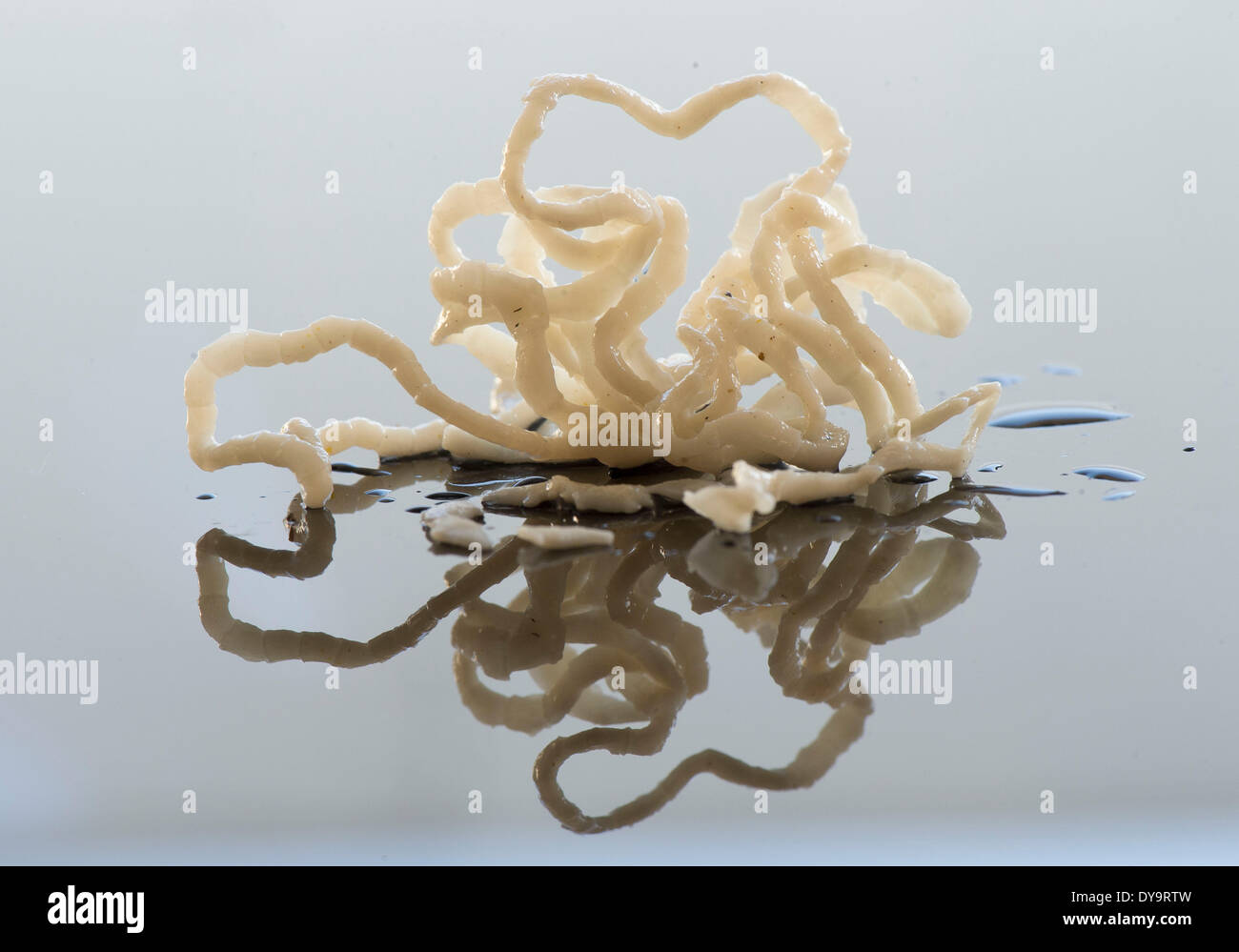 Roseburg, Oregon, USA. 10th Apr, 2014. A 40-inch-long tapeworm is ...