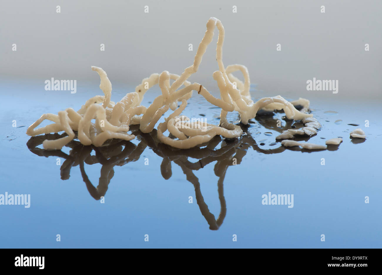 A Parasitic Tapeworm High Resolution Stock Photography and Images - Alamy