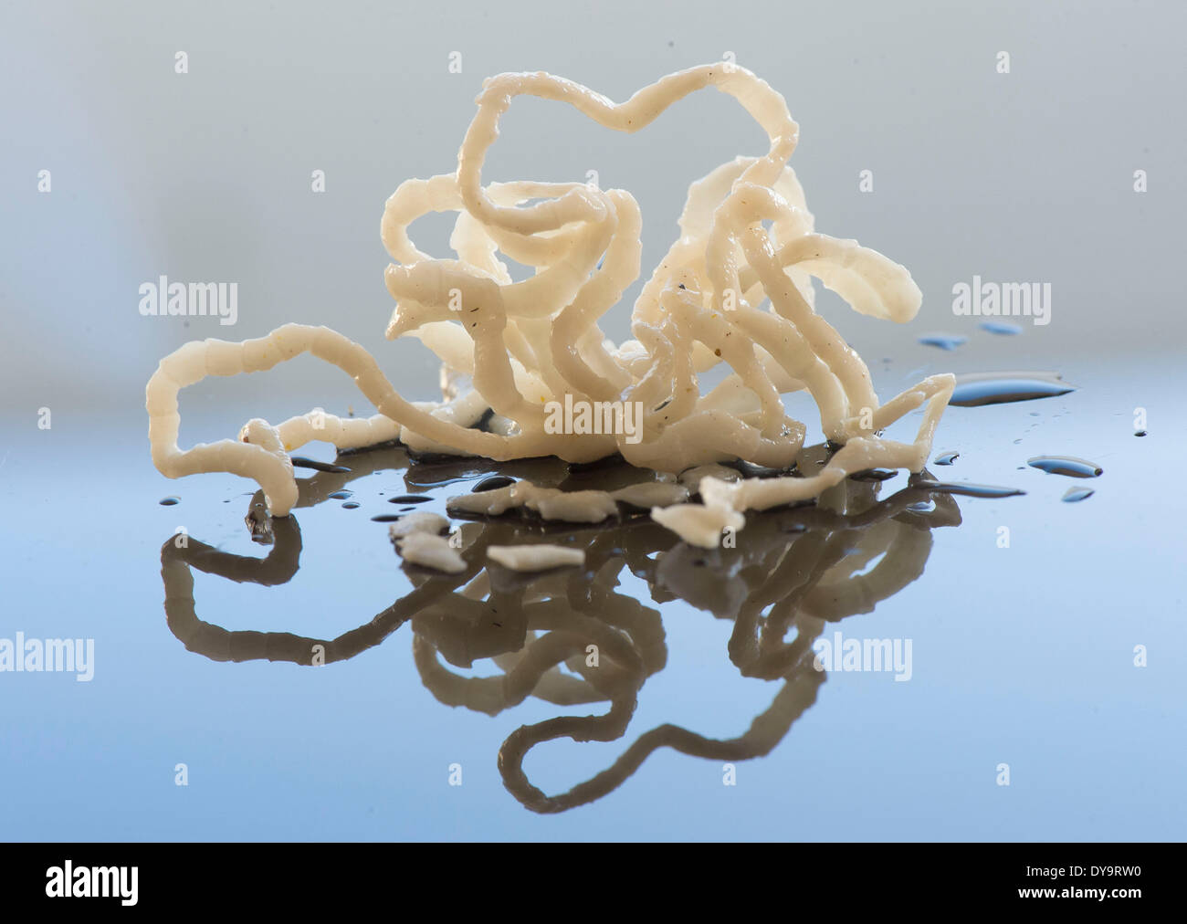 A parasitic tapeworm hi-res stock photography and images - Alamy