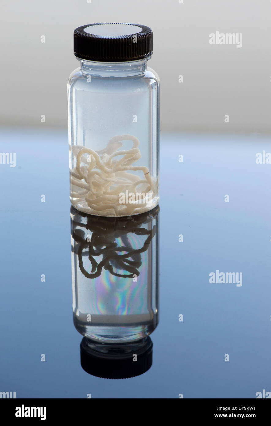 Roseburg, Oregon, USA. 10th Apr, 2014. A 40-inch-long tapeworm is ...