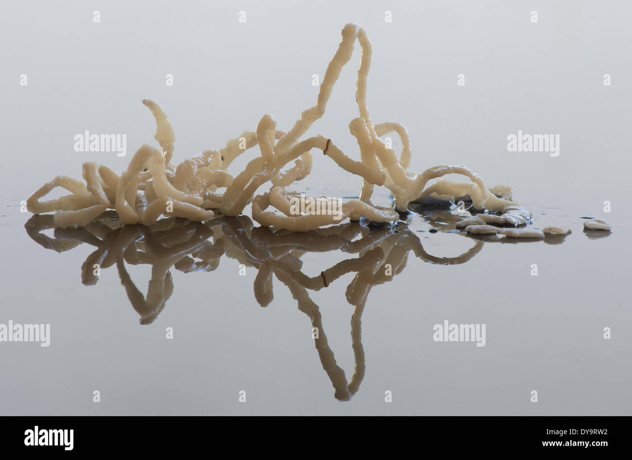 Roseburg, Oregon, USA. 10th Apr, 2014. A 40-inch-long tapeworm is ...