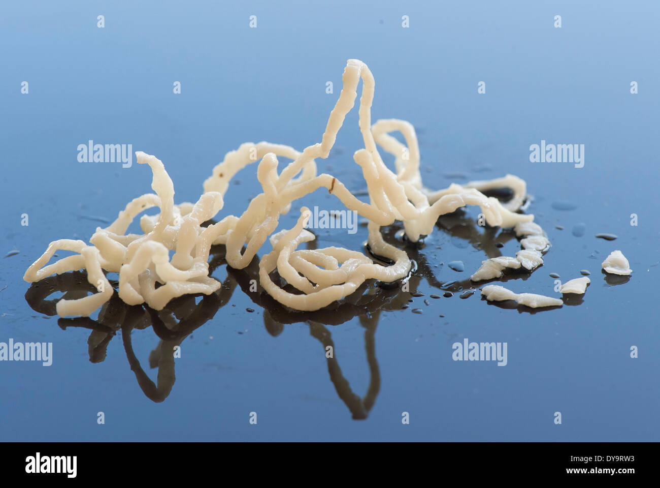 Tapeworms hi-res stock photography and images - Alamy