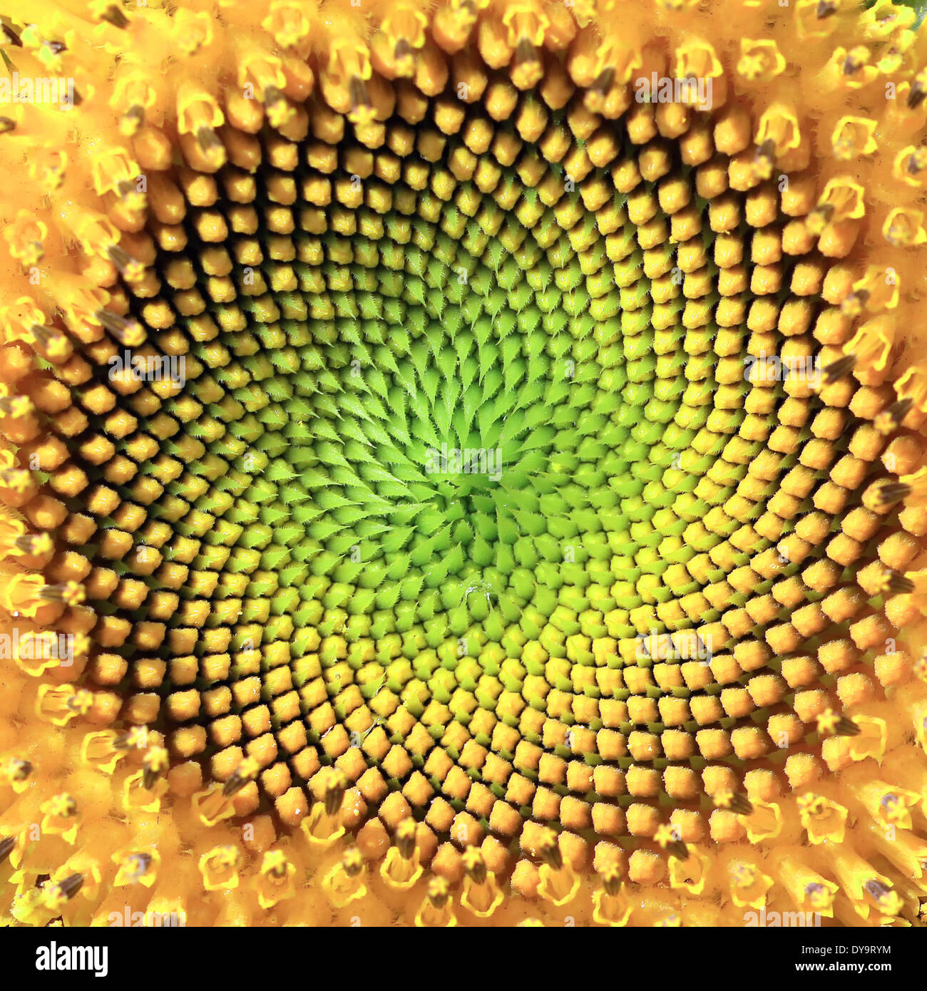 Sunflower leaf closeup hi-res stock photography and images - Alamy