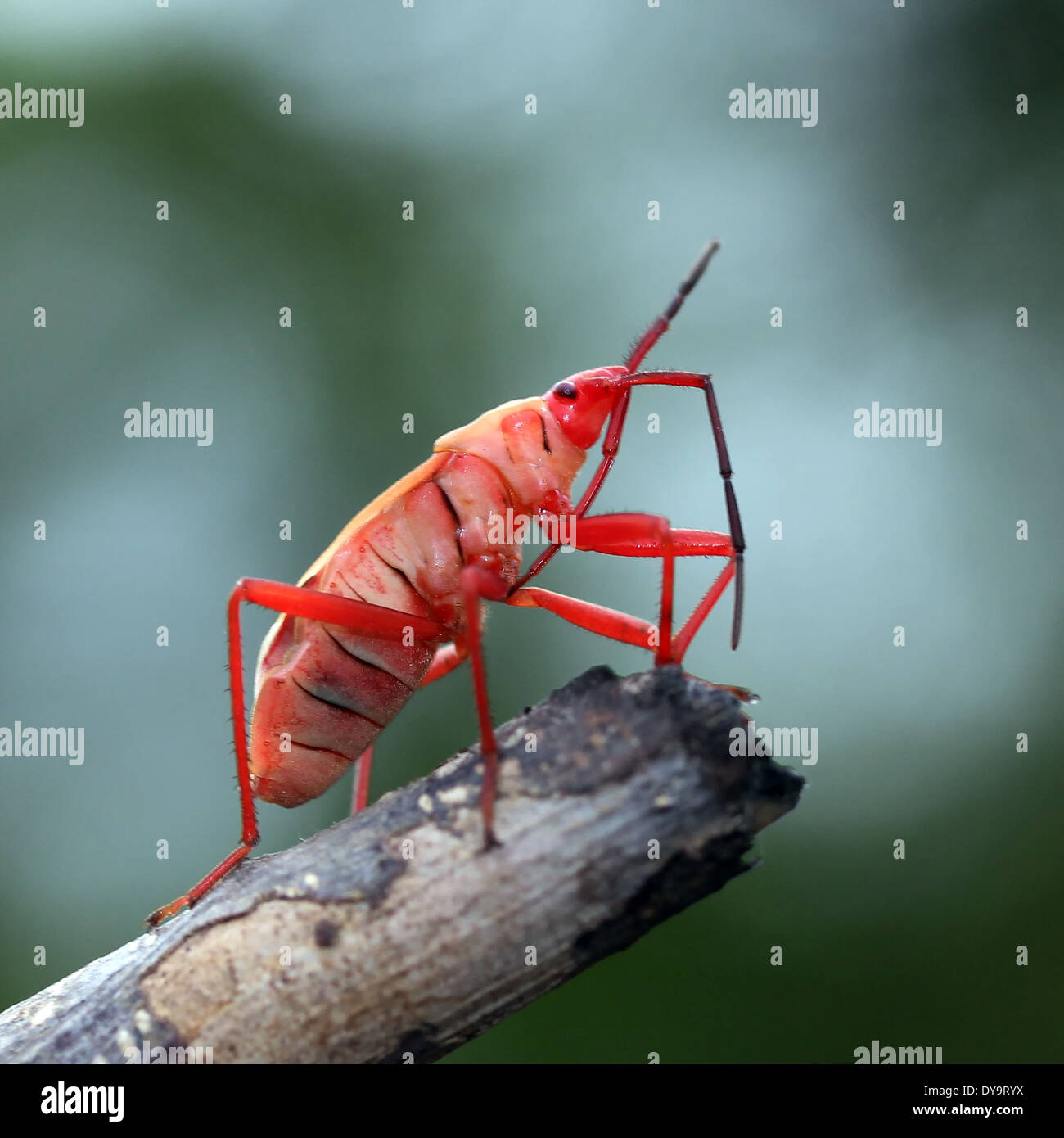 beautiful shield bug in the natural Stock Photo - Alamy