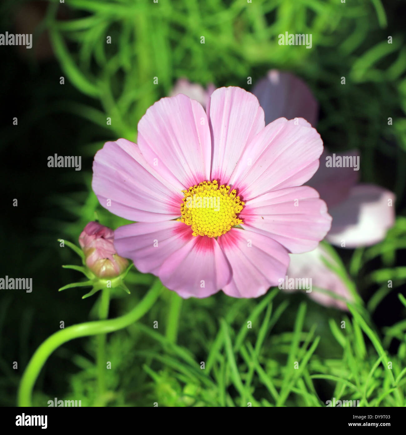 Beautiful cosmos hi-res stock photography and images - Alamy
