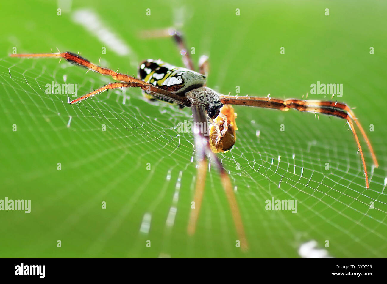 A spider on spider web Stock Photo - Alamy