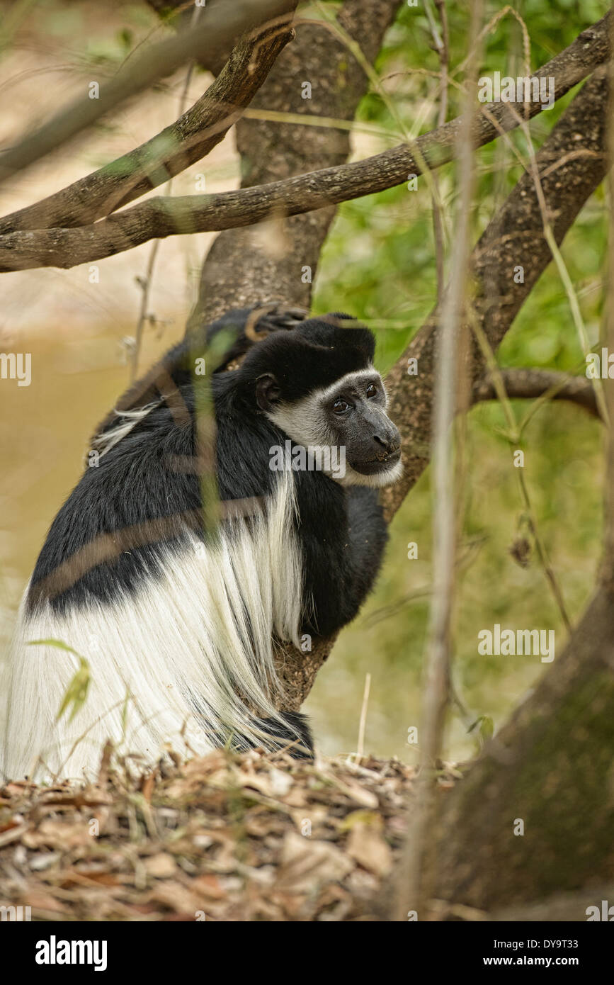 mantled guereza, also known as Abyssinian black and white colobus ...