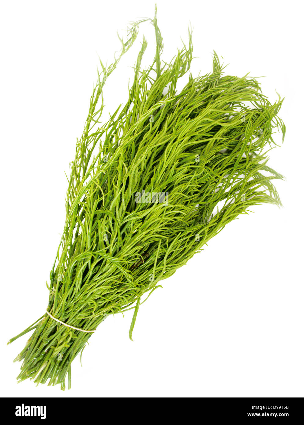 Acacia pennata close up on white background Stock Photo - Alamy