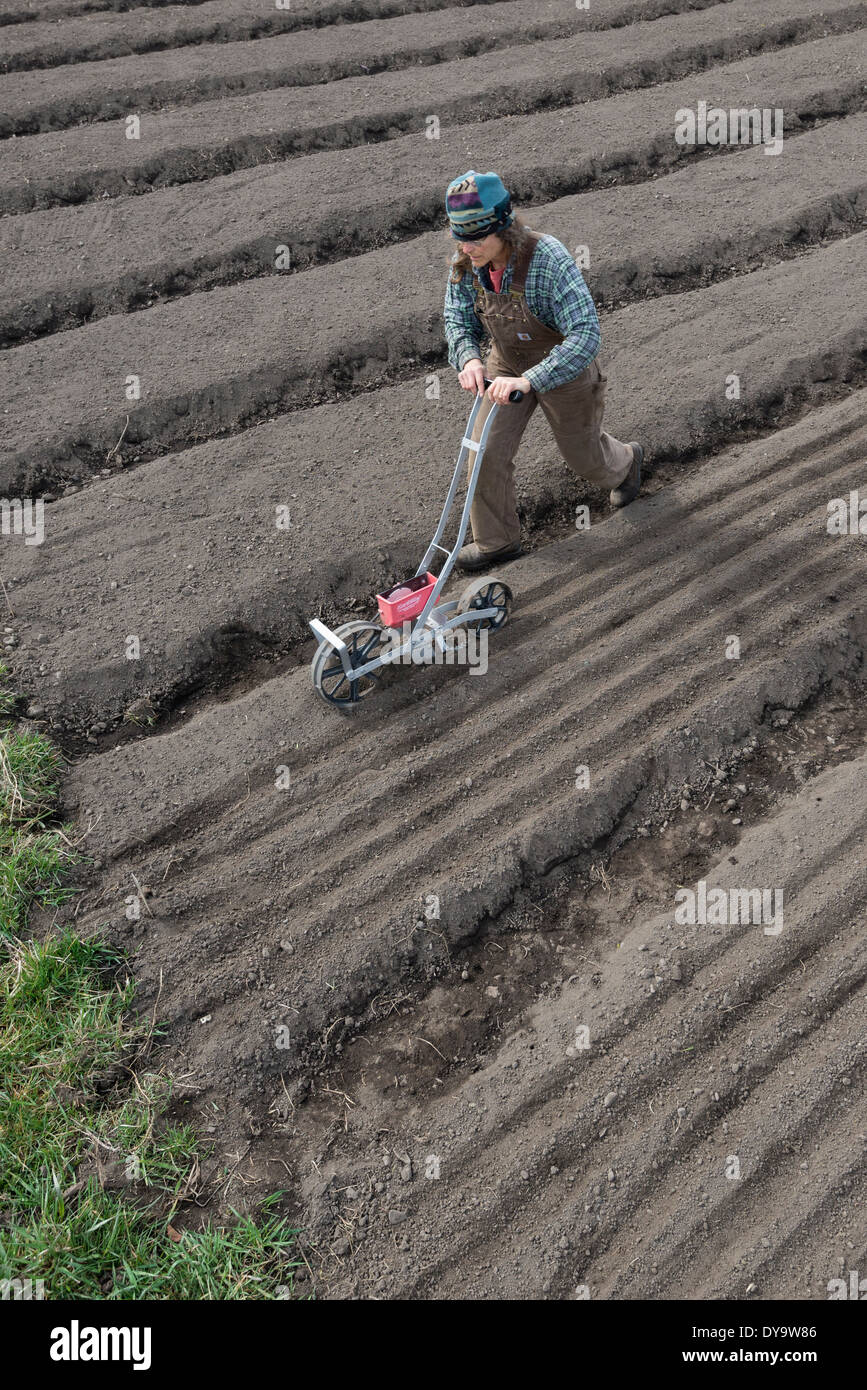 Farmer planting seeds using a walk behind seeder, Wallowa Valley ...