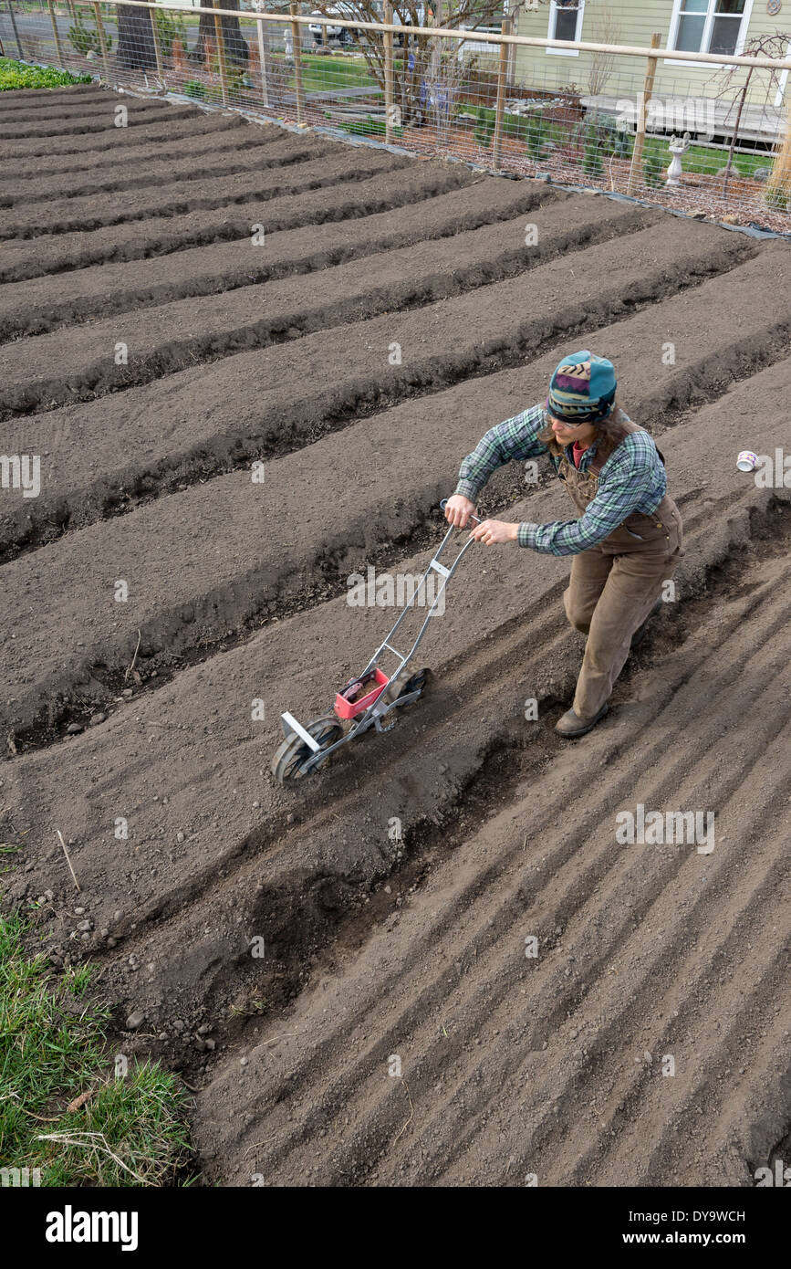 Farmer planting seeds using a walk behind seeder, Wallowa Valley ...
