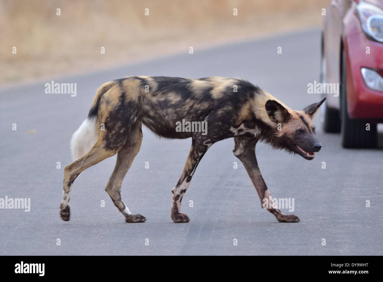 Wolf crossing road hi-res stock photography and images - Alamy
