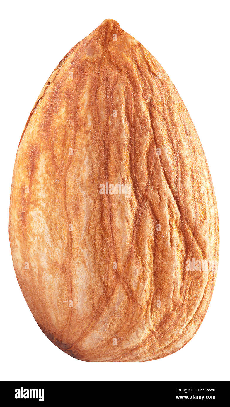 Almond isolated on white background. Image with maximum sharpness ...