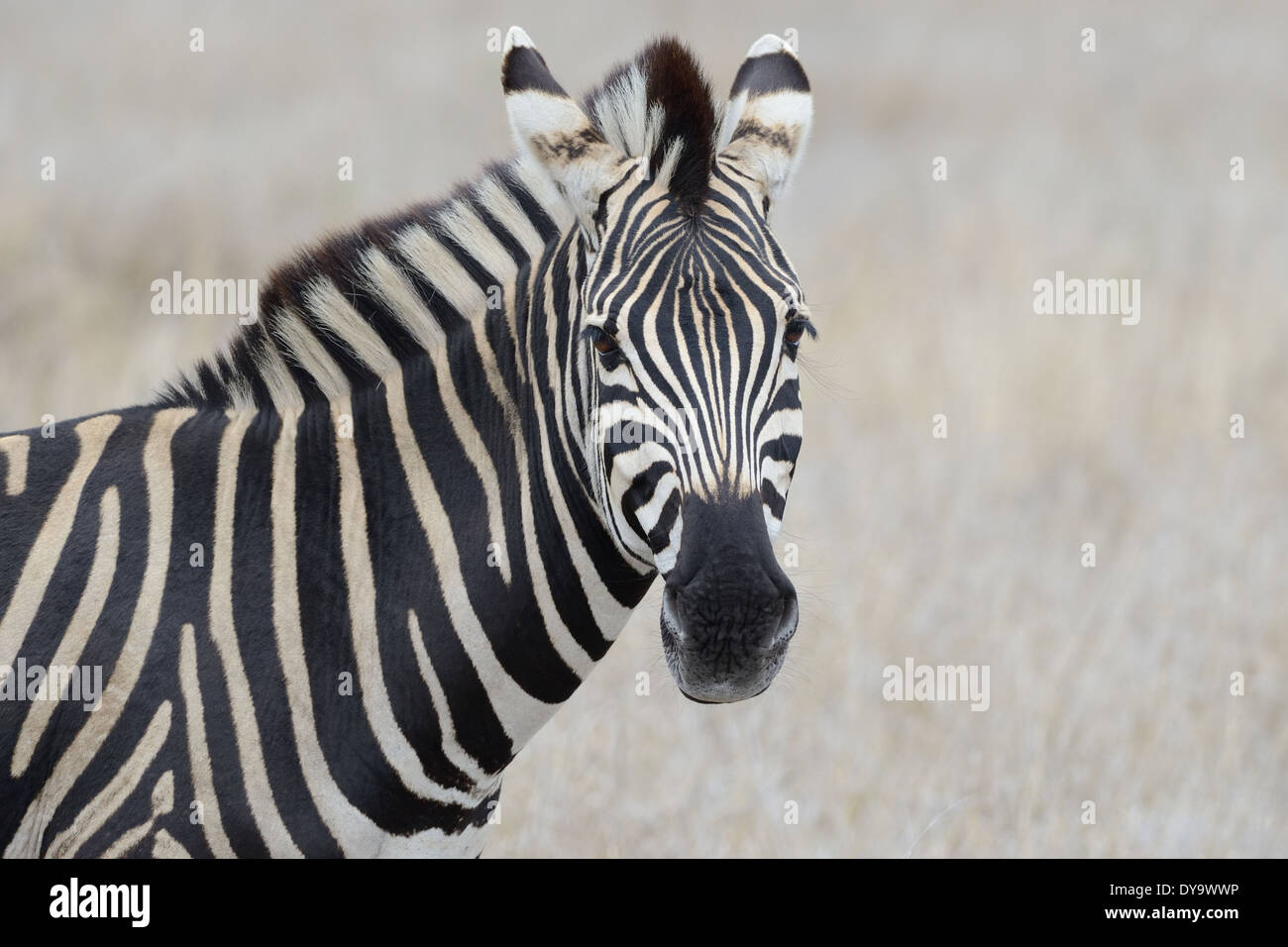 Burchell's zebra (Equus burchelli), Kruger National Park, South Africa ...